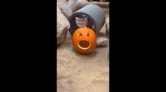 Simba’s Spooky Snack: Sand Cat Celebrates Halloween Early With Jack-O ...