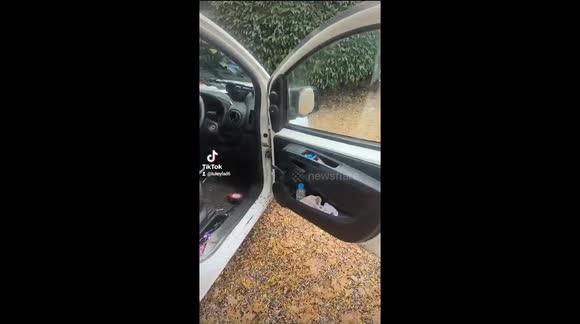 Newsflare Exclusive - Hilarious Moment: Dog 'Buckles Up' Like a Pro ...