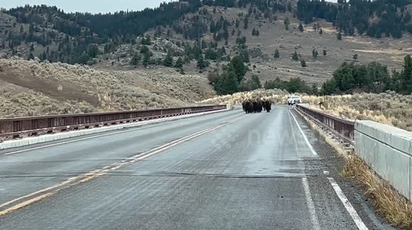 Bison Cross Lamar River Bridge - Buy, Sell or Upload Video Content with ...