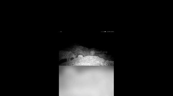 Snow leopards captured by infrared cameras in China's Xinjiang - Buy ...