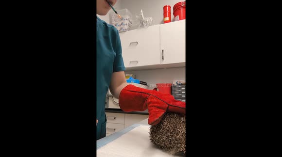 Hedgehog's response to injection captivates 18.9 million viewers on ...