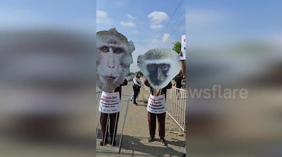 Colombia: Dramatic Protest at COP16 as Advocates Call for End to Monkey ...