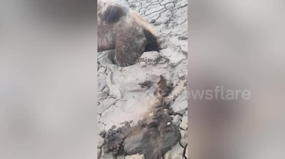 Camel stuck knee-deep in mud rescued using excavator - Buy, Sell or ...