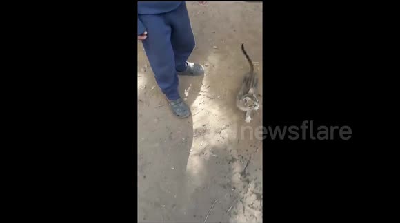 Gaza: Сhildren opening a can of food and placing it on a plate for a ...