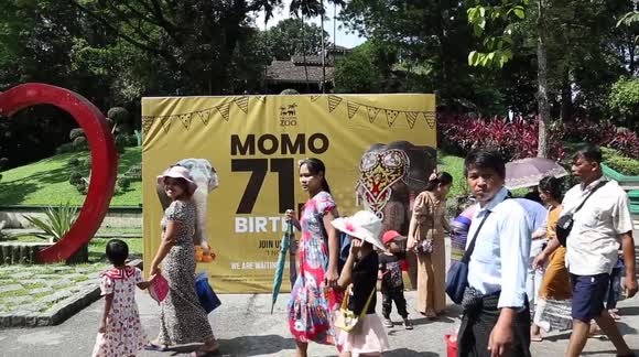 Myanmar's beloved Asian elephant Momo celebrates 71st birthday at ...