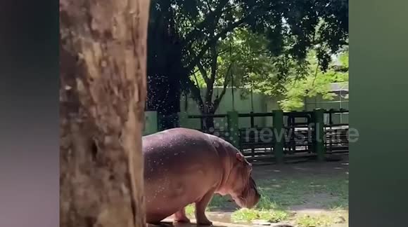 Hippo splashes its bottom towards shocked zoo visitors - Buy, Sell or ...