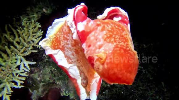 Spanish Dancer sea slug swimming (Hexabranchus sanguineus; large; 0.35 ...