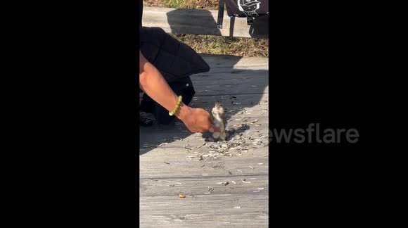 Chipmunk becomes viral star in China after series of friendly ...