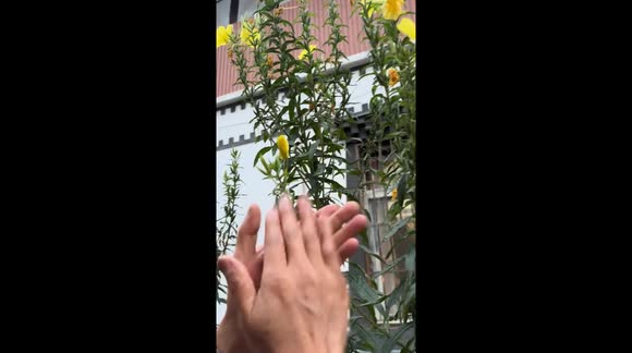 Applause brings flowers to bloom in scenic spot in China - Buy, Sell or ...