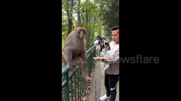 Tourist clawed in face by aggressive monkey whilst filming feeding ...