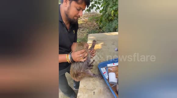 Electrocuted monkey treated by vets in India - Buy, Sell or Upload ...