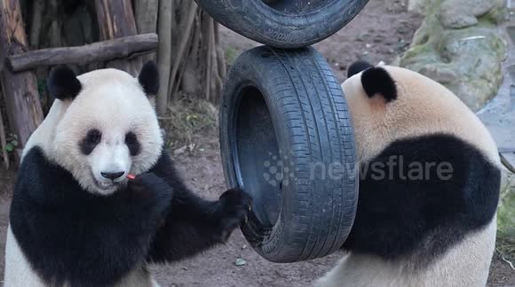 China: Two Giant Pandas Play at Chongqing Zoo - Buy, Sell or Upload ...