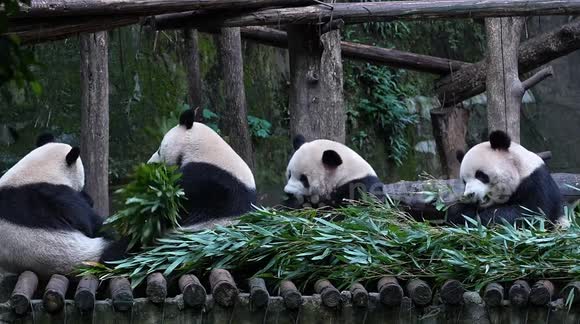 China: Giant Pandas Eat Around A Table at Chongqing Zoo - Buy, Sell or ...