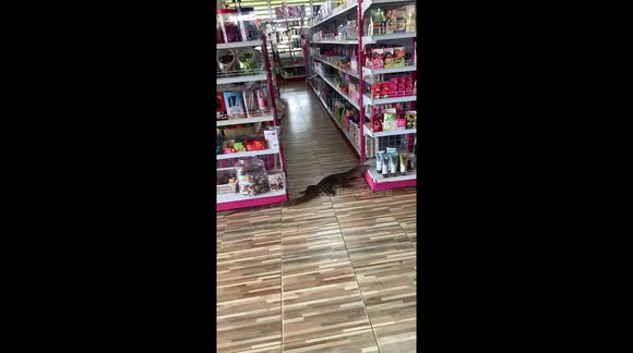 Godzilla returns! Monitor lizard found inside supermarket in Thailand ...