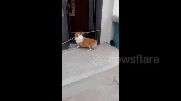This clever corgi has gained widespread attention for its quick ...