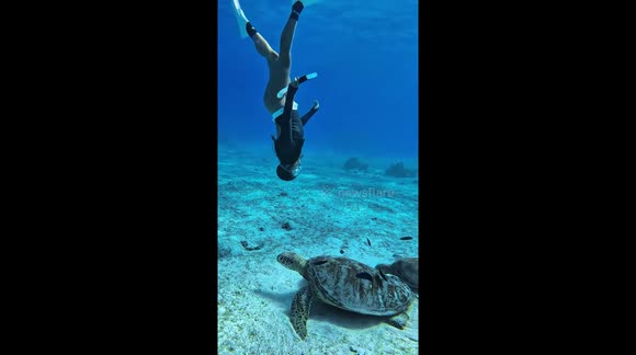 Freediver says 'hello' to sea turtle on her way back to surface - Buy ...