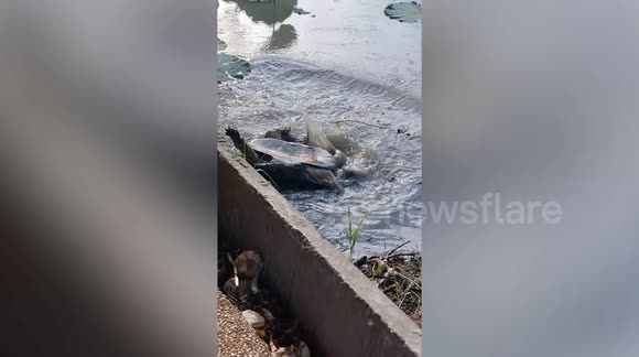 Park-goer helps flip turtle stuck on its back in Thailand - Buy, Sell ...