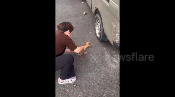 Wild Weasel Seeks Human Help After Getting Tangled in Rope—Incredible ...