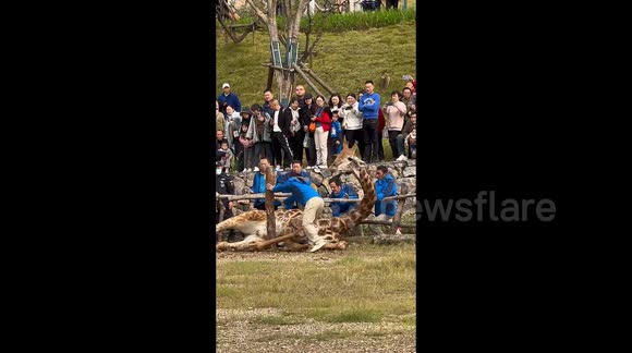 Heartbreaking scene giraffe unable to stand after collapsing at Chinese ...