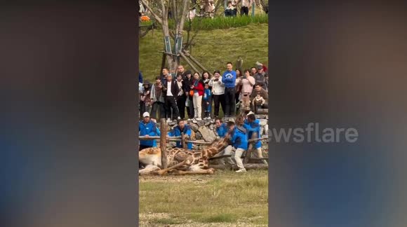 Giraffe injured after accident during zoo's first day of opening as ...