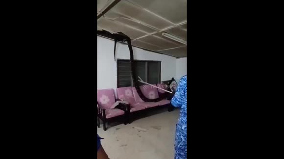 Gargantuan python crashes through family's ceiling in Malaysia - Buy ...
