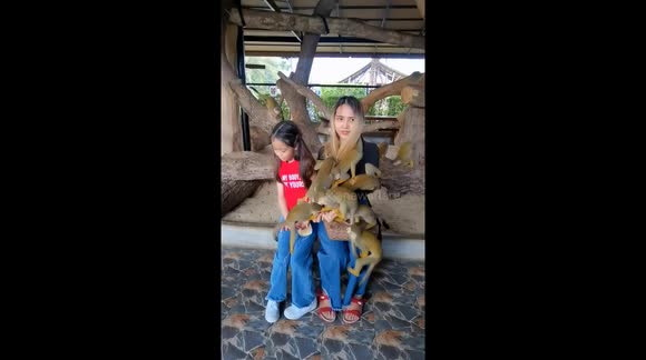 Unruly squirrel monkeys climb all over mum and daughter at zoo - Buy ...