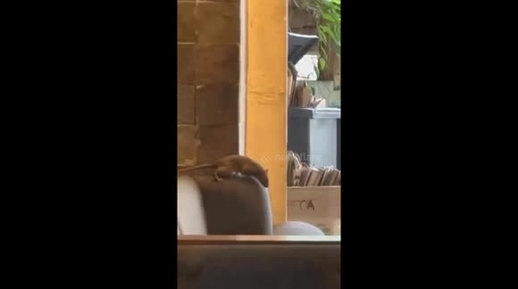 Rat spotted in Starbucks cafe in the Philippines - Buy, Sell or Upload ...