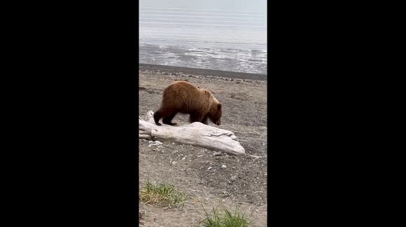 Crazy Bear Cub Playing With Mom - Buy, Sell or Upload Video Content ...