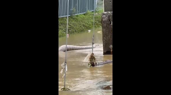 Giant Python Floats On Flooded Road Amid Heavy Rain In Thailand Buy Sell Or Upload Video
