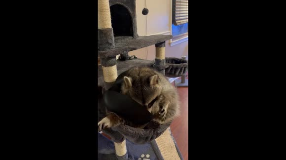 Kevin the Raccoon Eats Snacks In Cat Tower - Buy, Sell or Upload Video ...