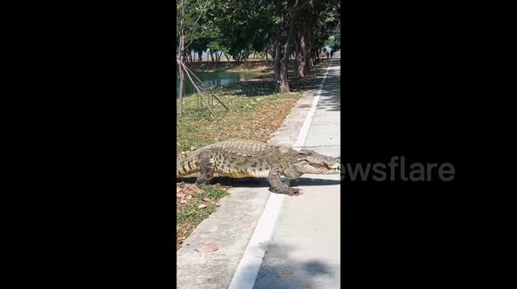 Locals in shock as huge crocodile crossing road with mouth wipe open in ...