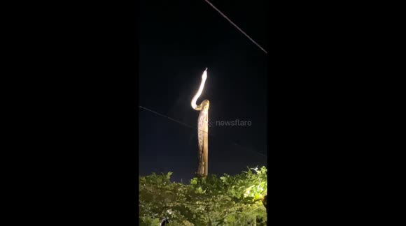 Huge python caught stretching on the top of telegraph pole - Buy, Sell ...