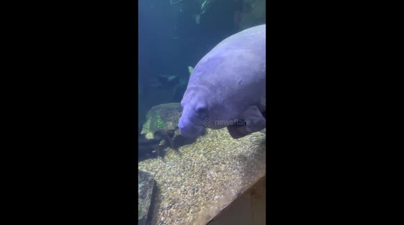 Manatee swims around carrying its 'emotional support log' - Buy, Sell ...