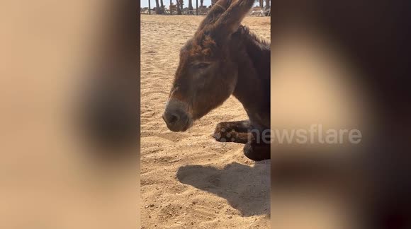 Christmas miracle as dying donkey is saved - then births real life ...