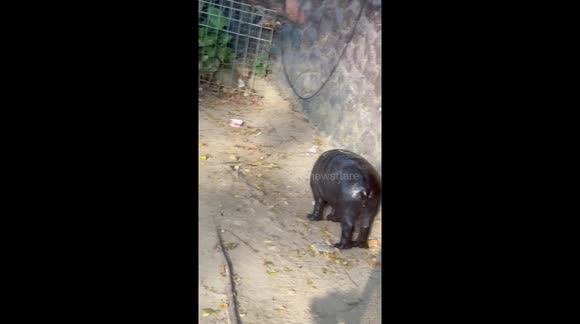 Ravenous baby hippo Moo Deng munches on tissue paper dropped into ...