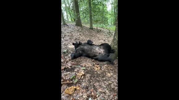 Sleepy Bear Tempts Belly Rubs Buy Sell Or Upload Video Content With