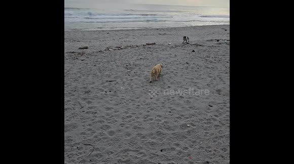 2 small dogs enjoying the beach in El Salvador before sunset - Buy ...