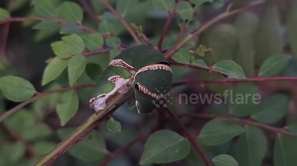 Cute Oleander hawk-moth caterpillar looks like real-life Pokemon - Buy ...