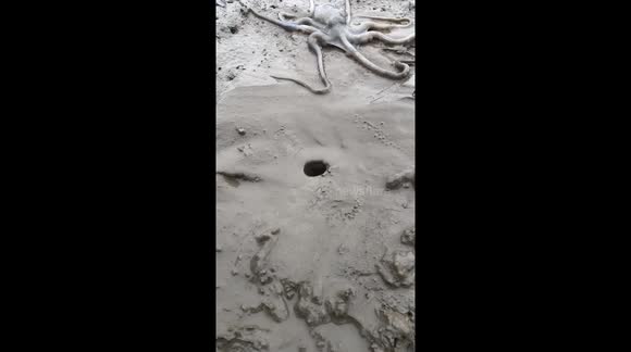Octopus squeezes into a hole in Fujian, China - Buy, Sell or Upload ...