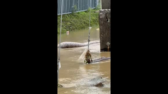 Python floats in flooded street in Pattani, Thailand - Buy, Sell or ...
