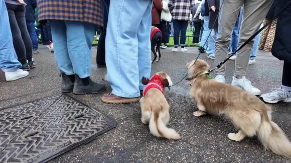 The annual Hyde Park Sausage Walk sees hundreds of Sausage Dogs and their owners walk through ...