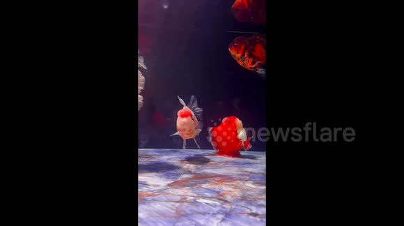 Goldfish 'walks' like human using its tail - Buy, Sell or Upload Video ...