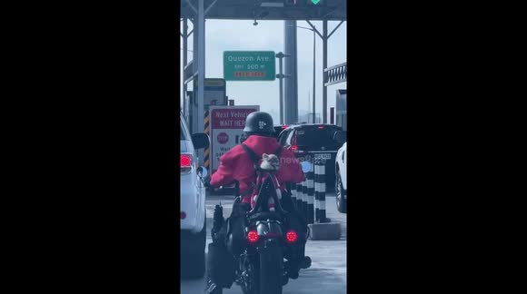Pet Pomeranian rides on the back of motorcycle - Buy, Sell or Upload ...