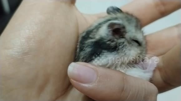 Adorable tiny dwarf hamster grooming on owner palm - Buy, Sell or ...