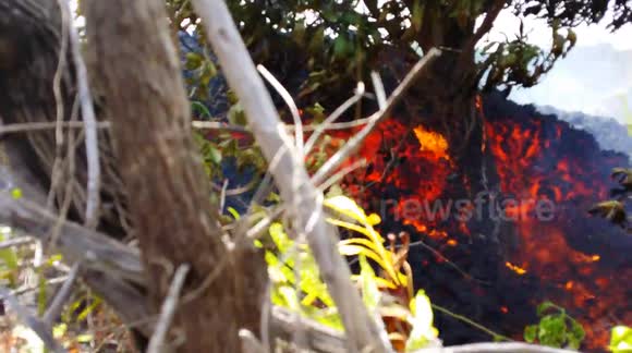 Volcano lava flow hits mango tree and sets it on fire - Buy, Sell or ...
