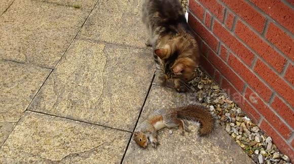 Squirrel's Final Moments - Buy, Sell or Upload Video Content with Newsflare