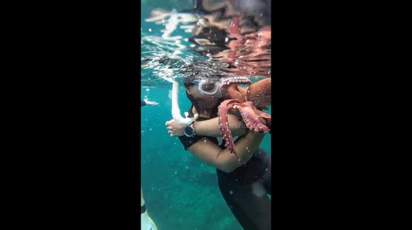 Clingy octopus wraps itself around snorkeller's face like an Alien face ...
