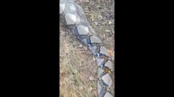 Python found sprawled on ground after swallowing wild boar - Buy, Sell ...