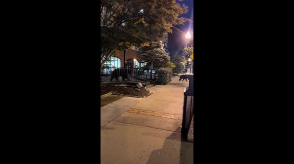 Tennessee bears dash across traffic, captured on viral video - Buy ...