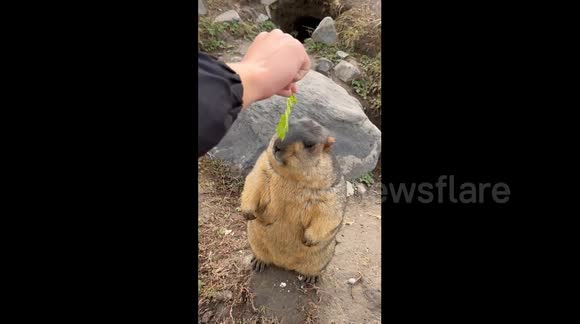 China: Trick the Groundhog - Buy, Sell or Upload Video Content with ...